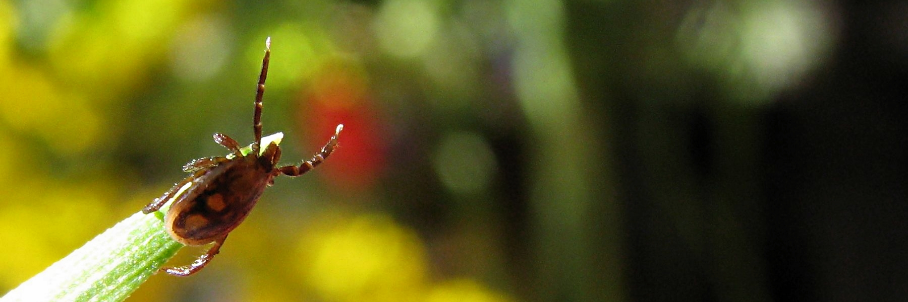 Tick Activity - The Tick App